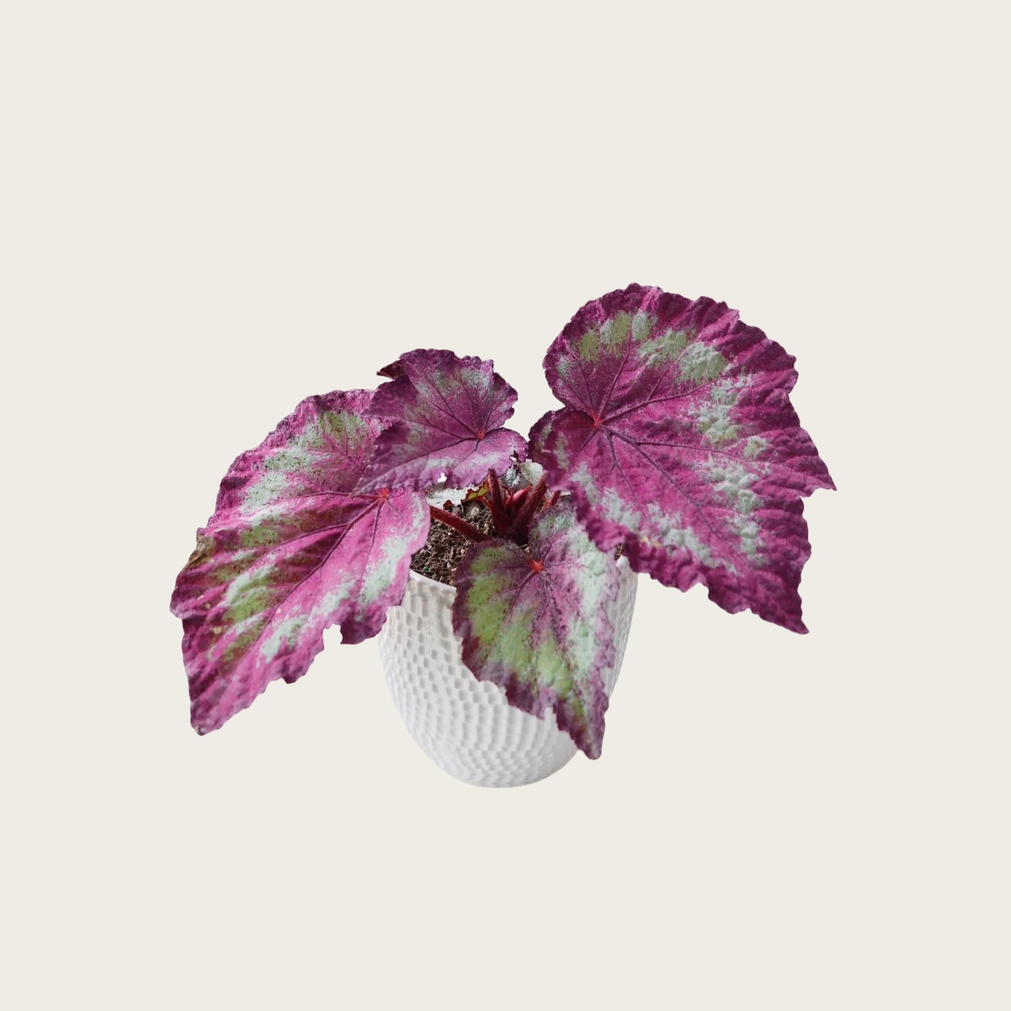 Begonia bird of paradise – Ln group horticulture co., limited.