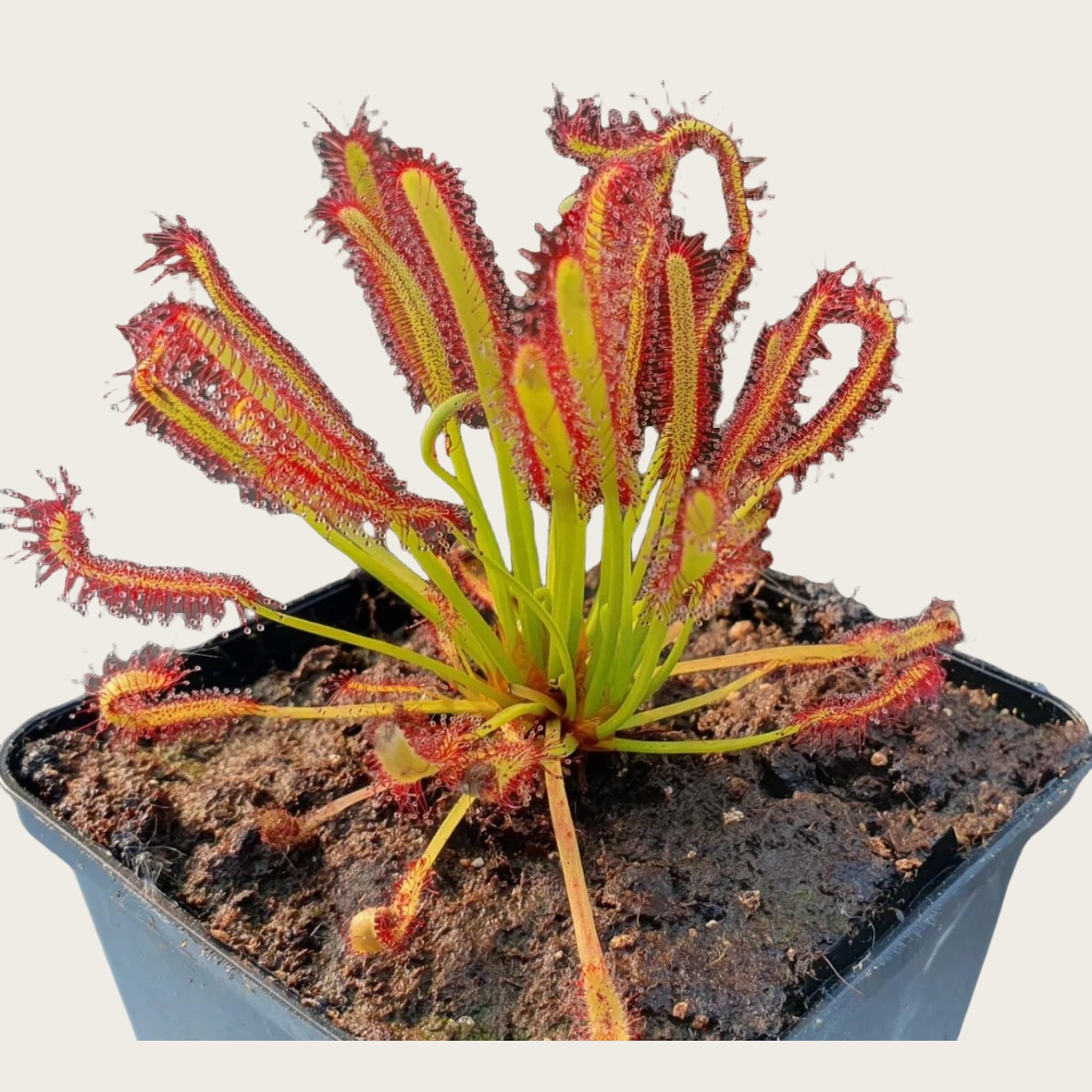 Drosera capensis(Red) – Ln group horticulture co., limited.