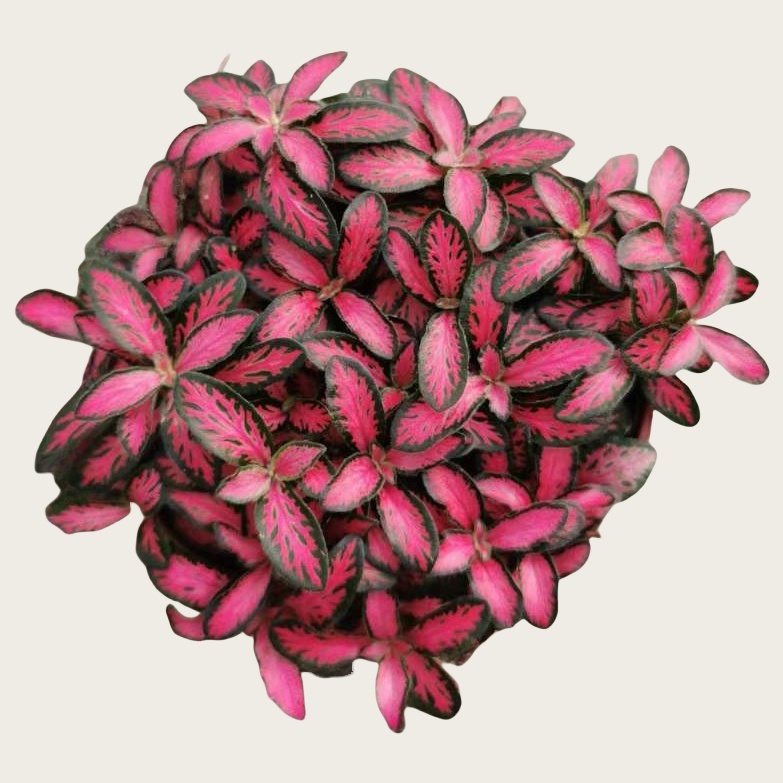 Fittonia ‘Jungle Flame’ – Ln group horticulture co., limited.