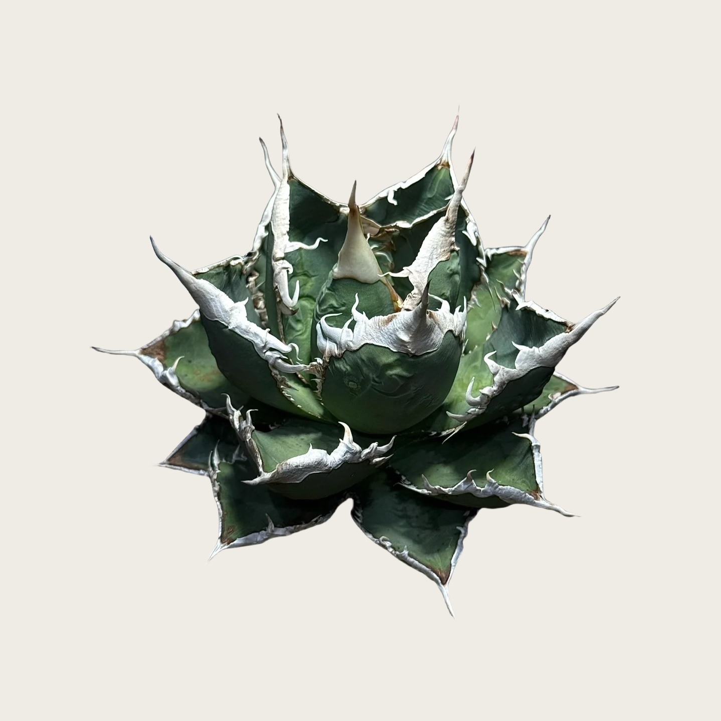 Agave Titanota ‘Werewolf’ – Ln group horticulture co., limited.