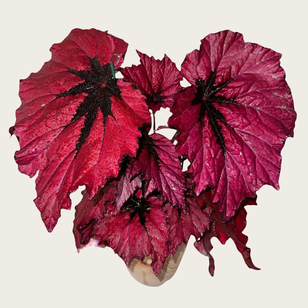 Begonia ‘Rubby Slippers’ – Ln group horticulture co., limited.