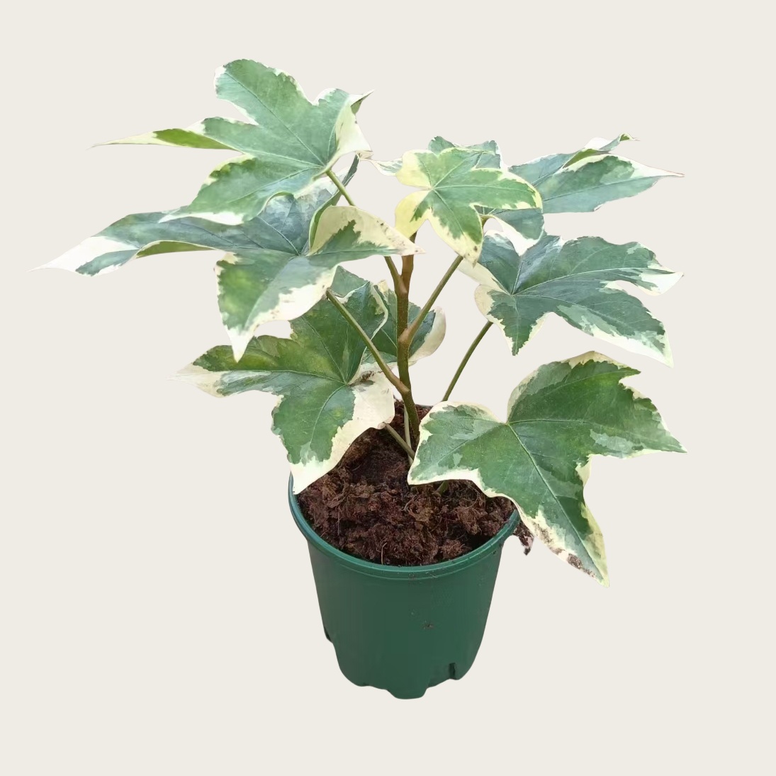 Fatshedera lizei (Cochet) Guillaumin ‘Variegata’ – Ln group ...
