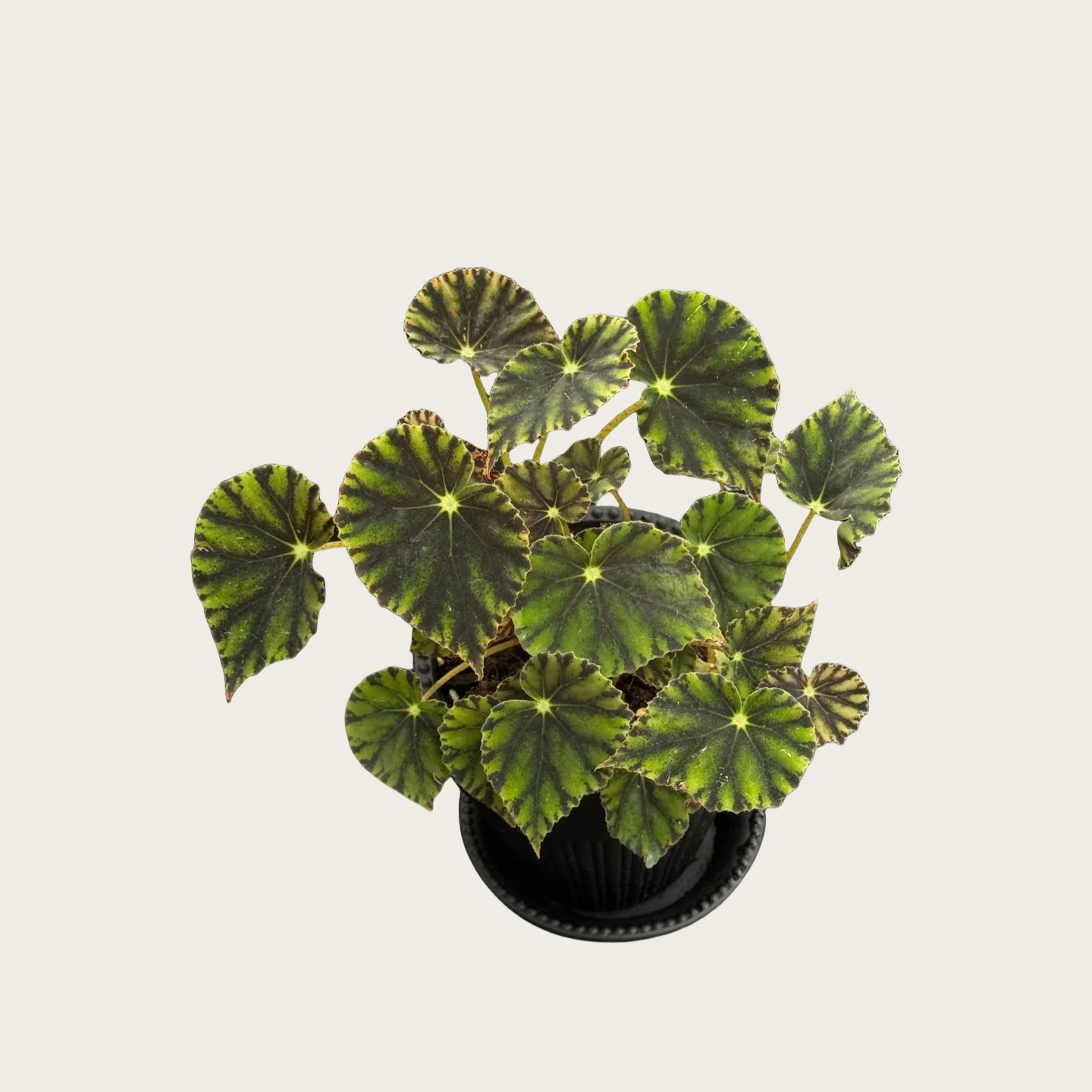 Begonia tiger – Ln group horticulture co., limited.