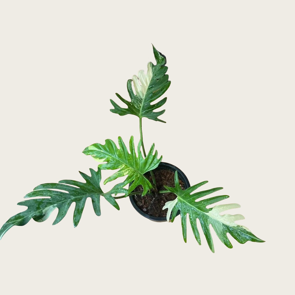 philodendron pinnatifidum – Ln group horticulture co., limited.